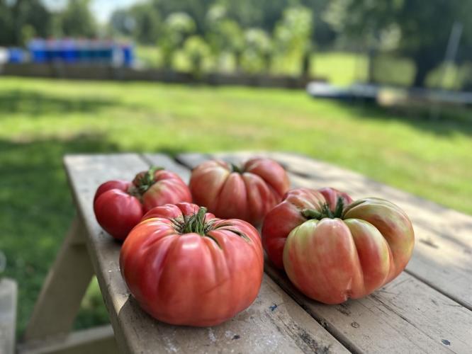 From giant watermelons to 4-pound tomatoes | Lifestyles ...