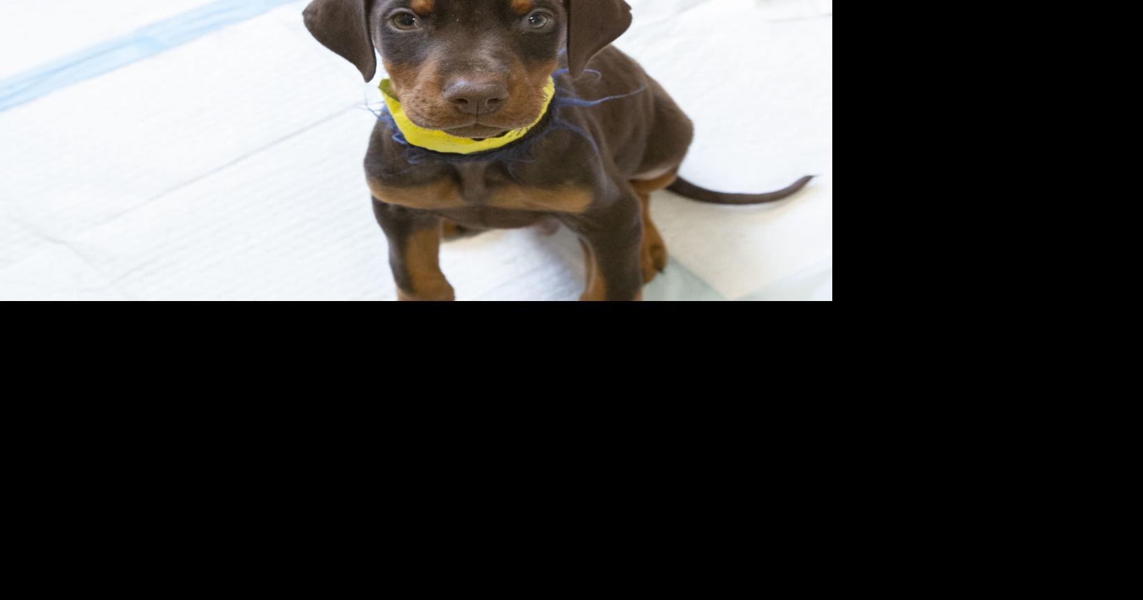 Canis Maximus kennel owner charged with 4 more counts of animal cruelty ...