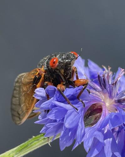 Where are the cicadas? | News | princewilliamtimes.com