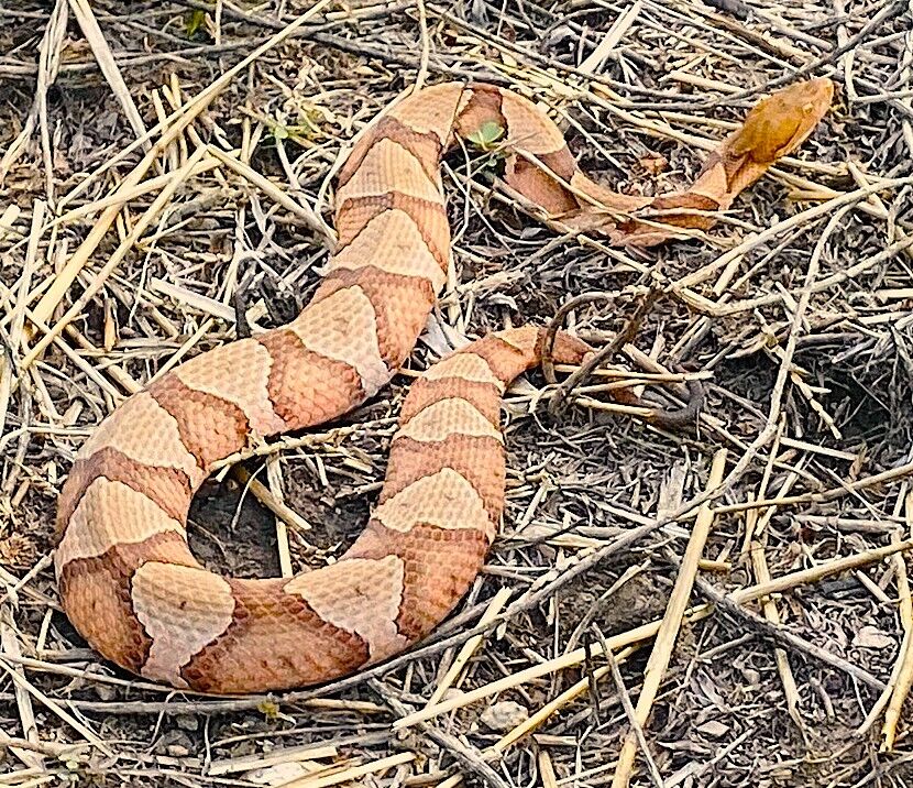 It's copperhead season in Virginia. Here's what to know | News ...
