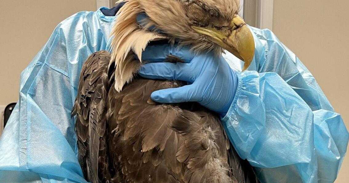 Bald eagle found in Nokesville is in ‘rough shape’ due to head trauma ...