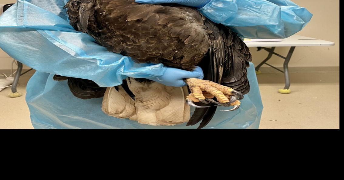 Injured Nokesville bald eagle healing, could return to the wild | News ...