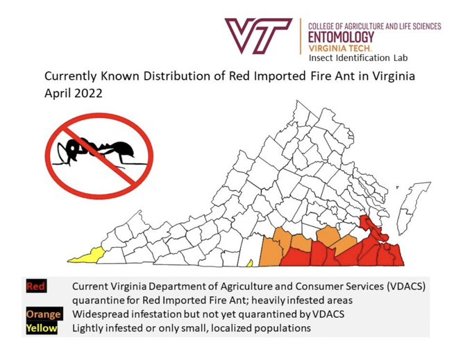 Invasive fire ants continue their march across Virginia | News ...
