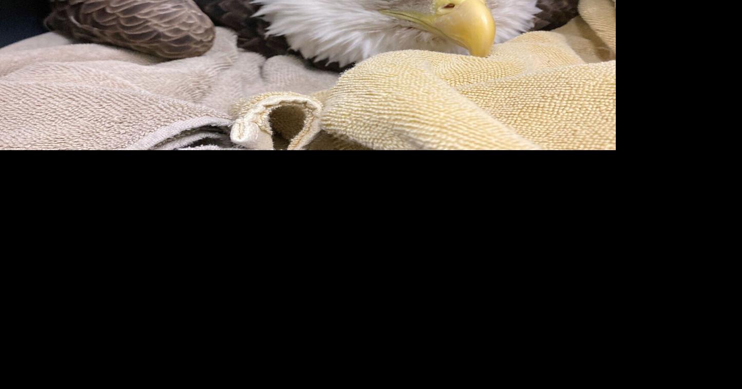 Bald eagle found in Fauquier with lead poising, injured leg is put down ...