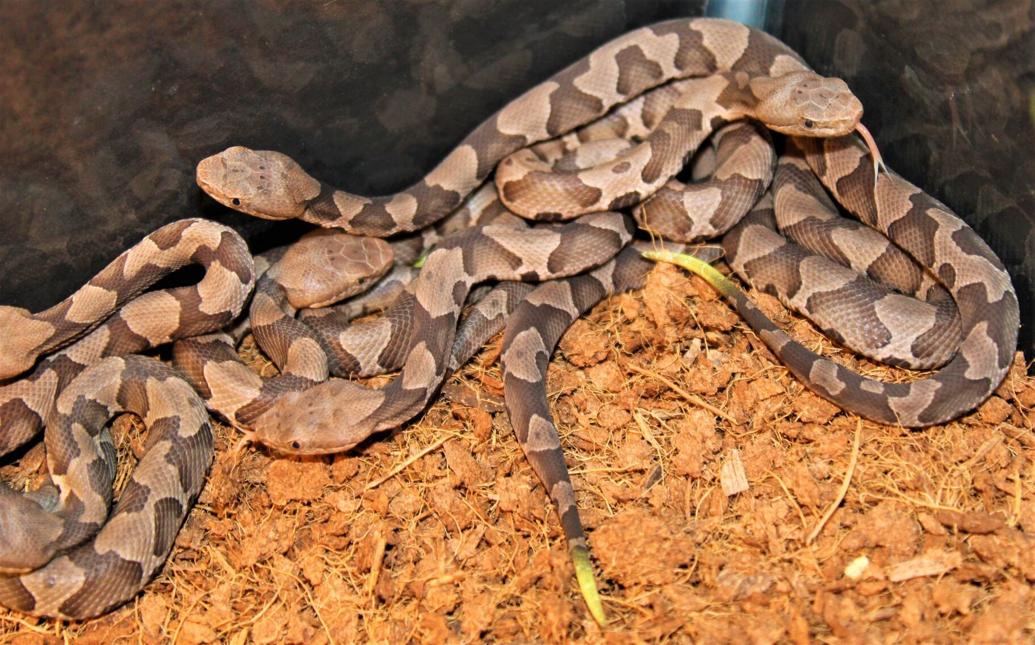 It’s baby copperhead snake season. Here’s what to know. | News ...