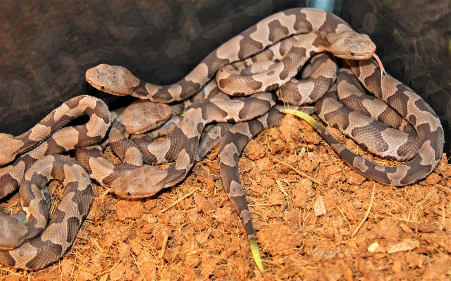 It’s baby copperhead snake season. Here’s what to know. | News ...