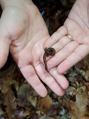 Searching for salamanders at the Clifton Institute | News | princewilliamtimes.com