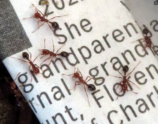 Invasive fire ants continue their march across Virginia | News ...