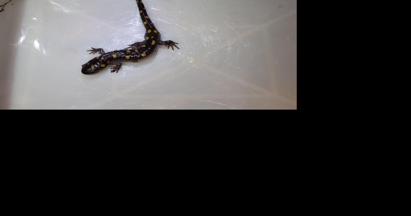 Searching for salamanders at the Clifton Institute | News | princewilliamtimes.com