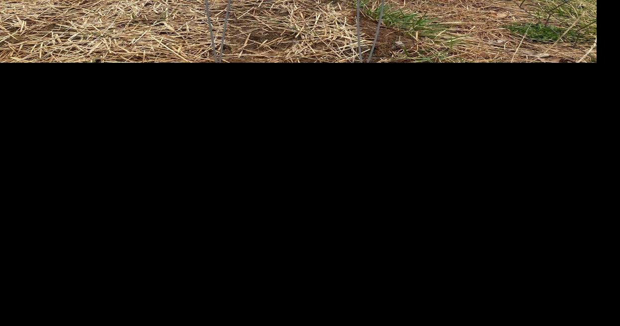 What the 1st rezoning application reveals about the proposed ‘PW ...