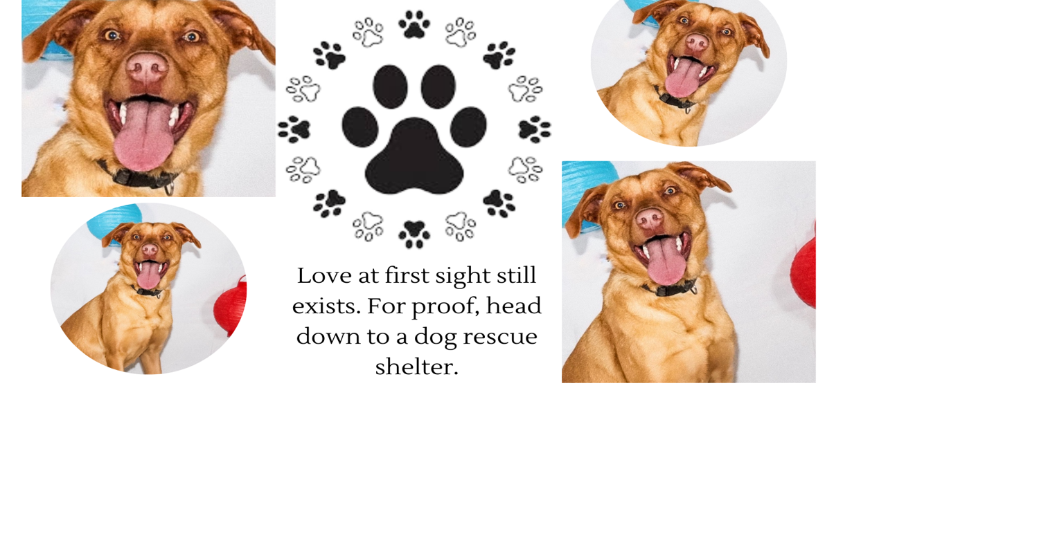 Meet Shooter Chouteau Pound Pals Pet of the Week Ready for Forever Home ...