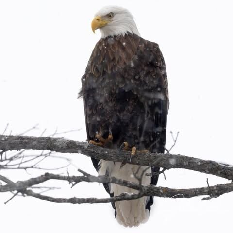 Snowstorm Favorites: Pryor Picks Top Photos of January 2026 ...