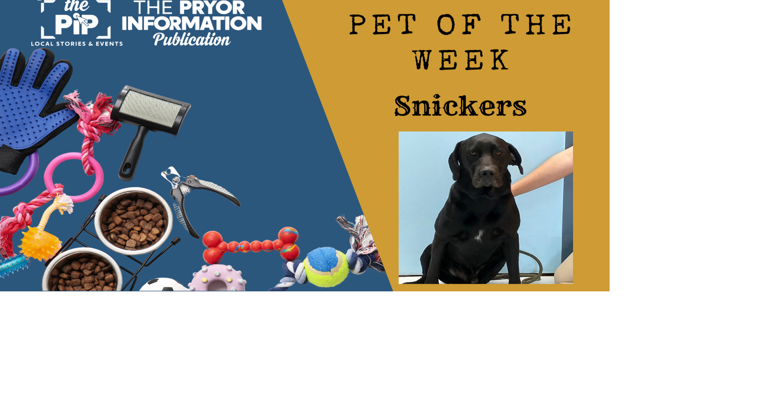 Meet Snickers: Rockin' G Animal Shelter's Pet of the Week | Community ...