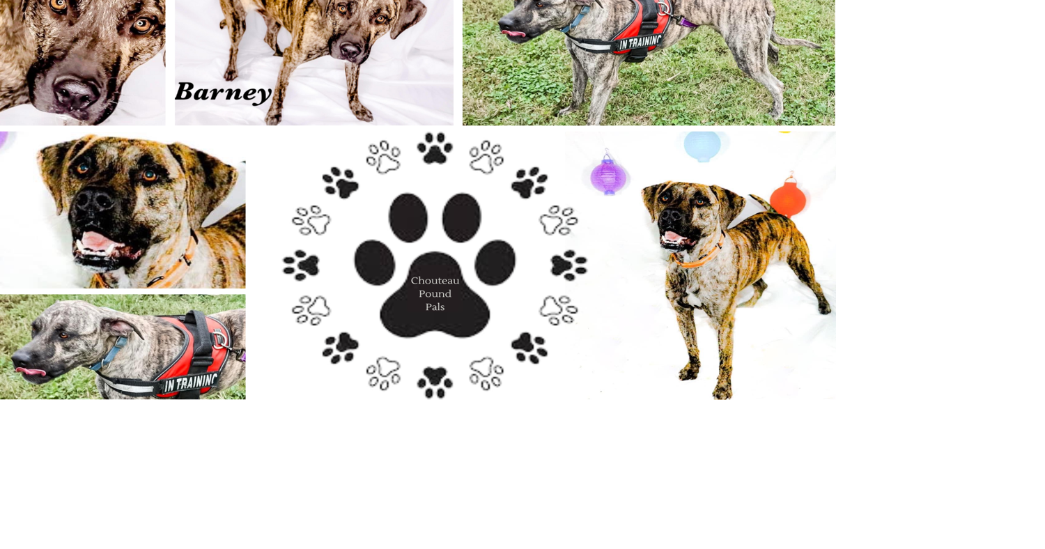 Meet Barney Chouteau Pound Pals Pet of the Week Ready for Forever Home ...