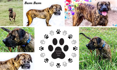 Meet Bam Bam: Ready for Adoption at Chouteau Pound Pals! | Community ...