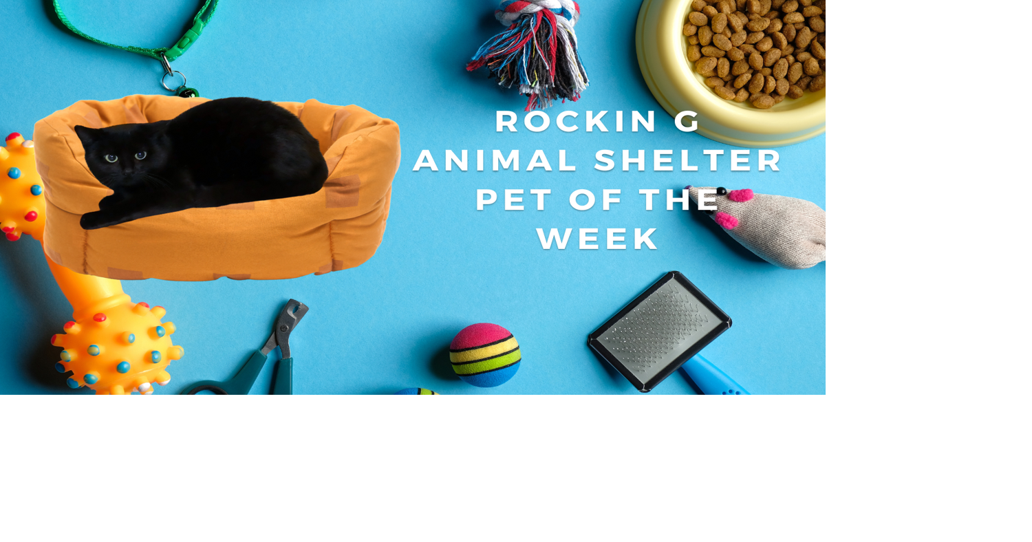 Betty Barn: Rockin G Animal Shelter Pet of the Week | Community ...
