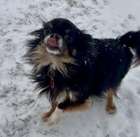 Snowstorm Favorites: Pryor Picks Top Photos of January 2026 ...