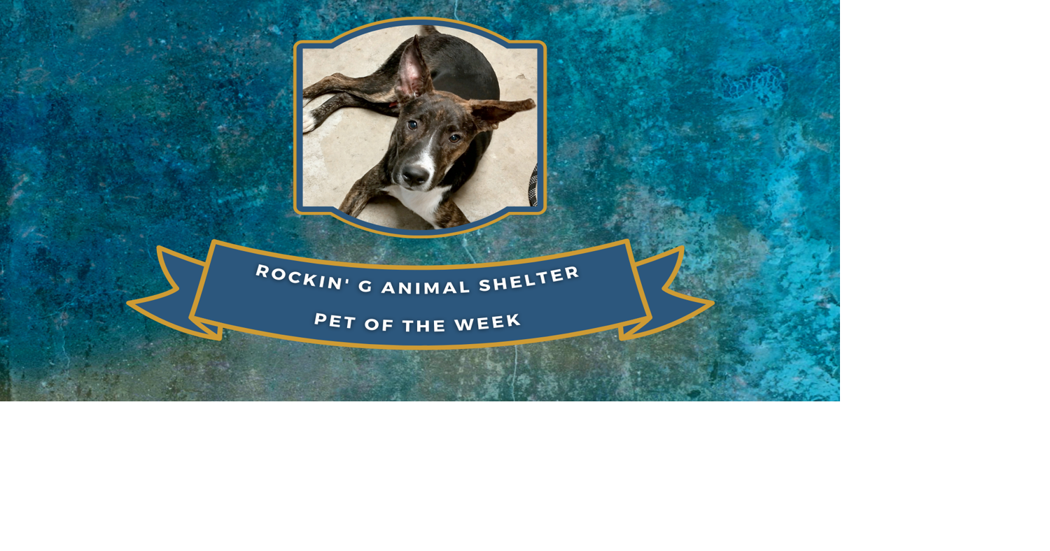 Meet Doogie: Rockin' G Animal Shelter's Pet of the Week | Community ...