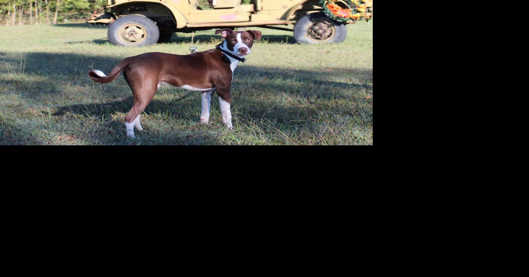 SWAT's Pet of the Week | Pet of the Week | pryorinfopub.com