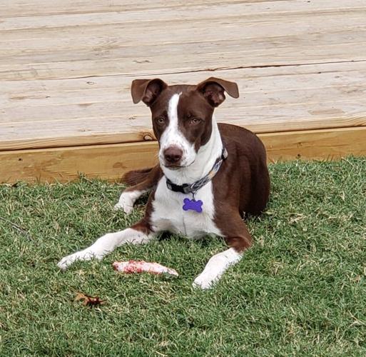 SWAT's Pet of the Week | Pet of the Week | pryorinfopub.com