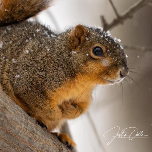 Snowstorm Favorites: Pryor Picks Top Photos of January 2026 ...