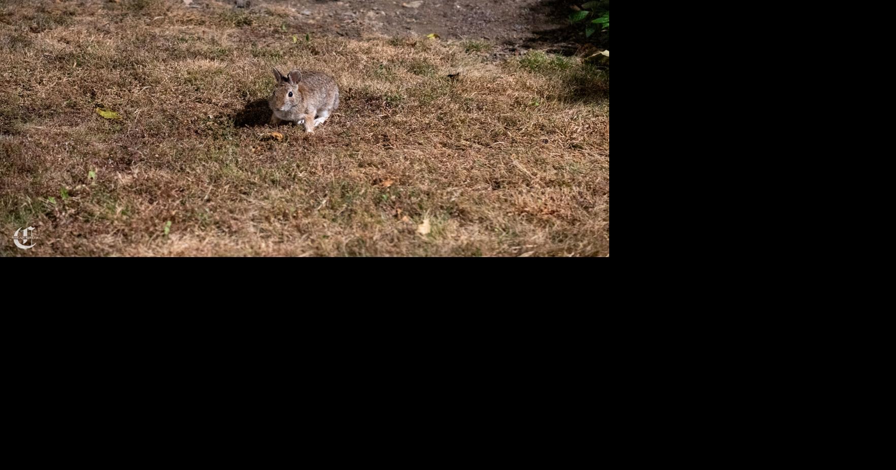 Bunny, facing forward | | psucollegian.com