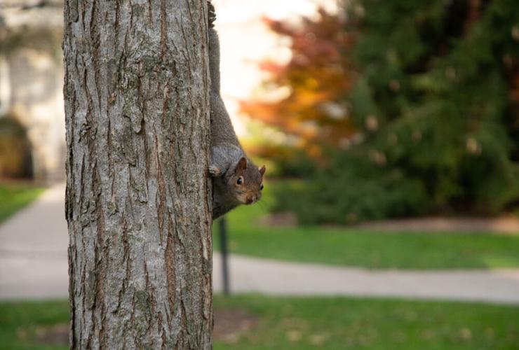 Going nuts | Students, experts talk Penn State squirrels | University ...