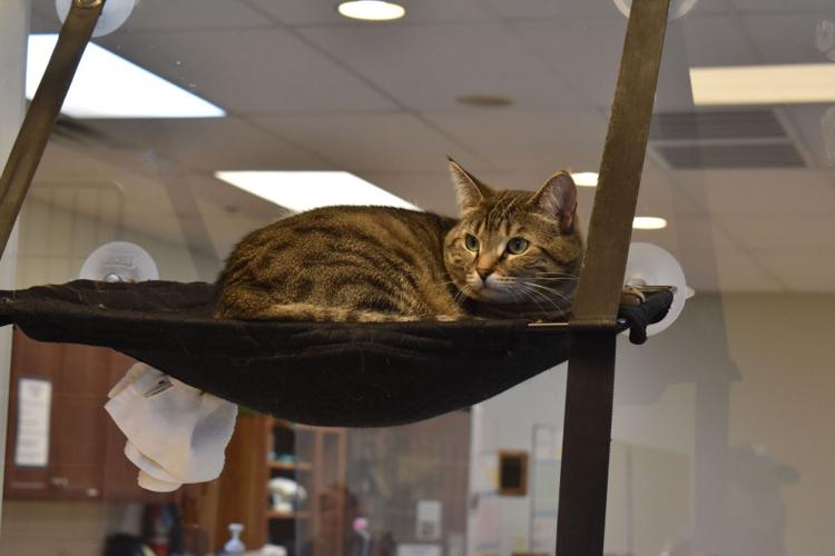 Centre County PAWS announces new shed to support pet pantry for those ...