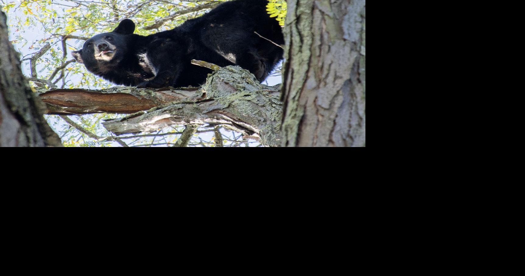 Penn State Police receive unconfirmed report of bear activity near ...
