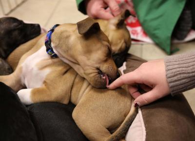 A helping paw: Centre County PAWS sees increased number of animal ...