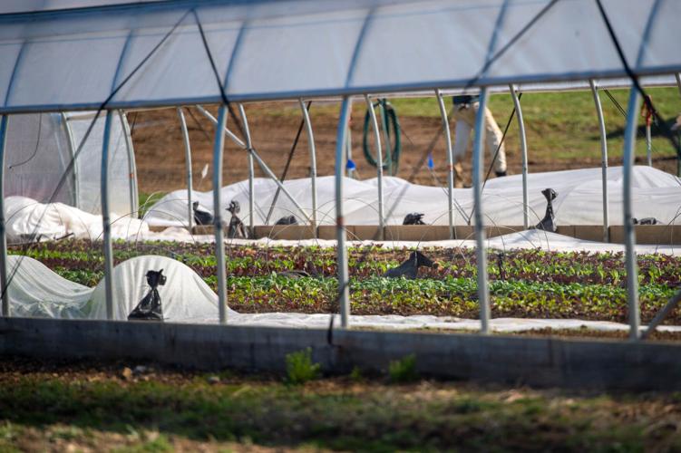 Penn State Student Farm made for students, by students | University ...