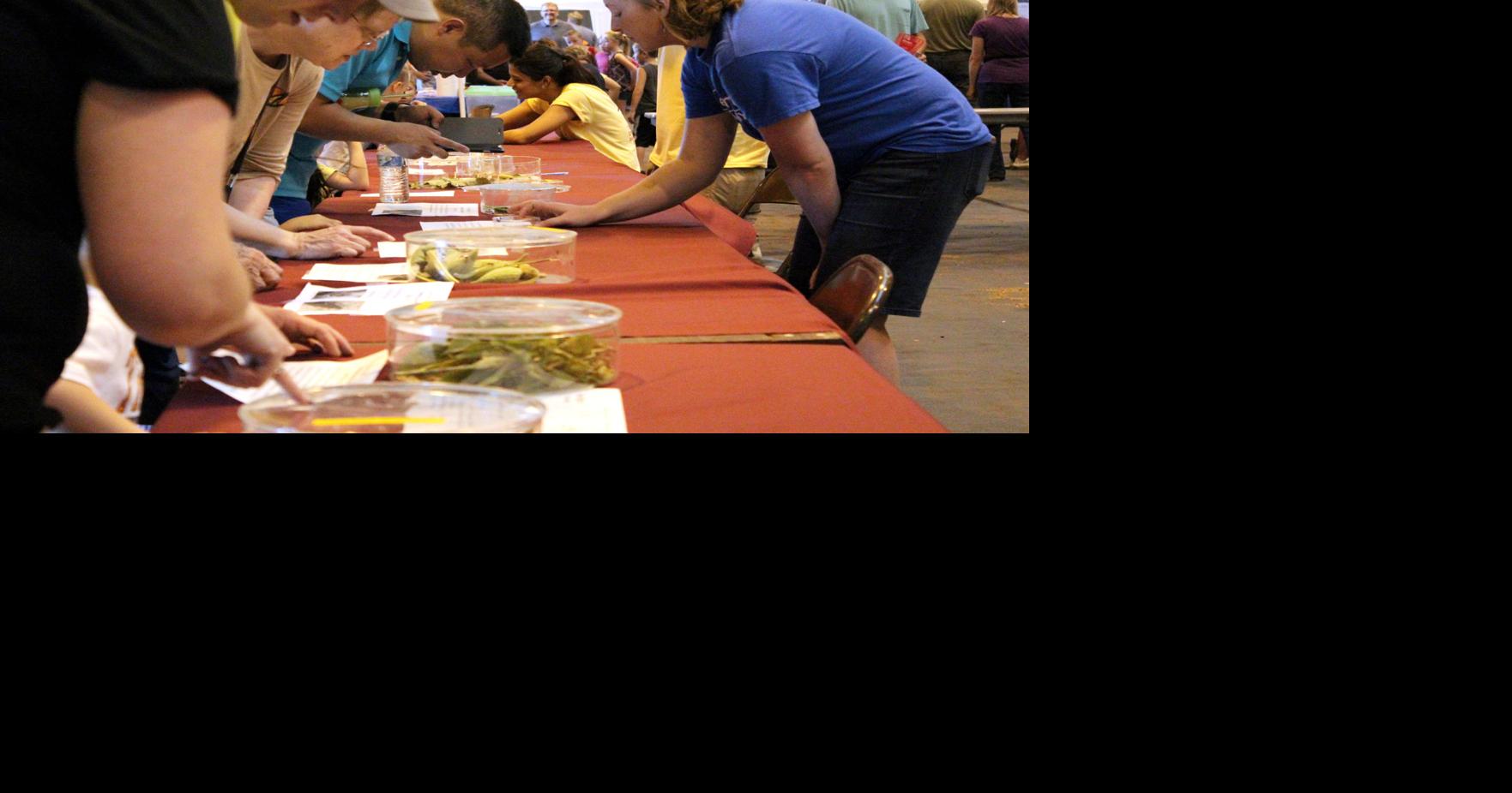Bug enthusiasts swarm to the Great Insect Fair | Featured News | Daily ...