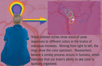 Researchers find how brain maps color | Archived News | Daily Collegian ...