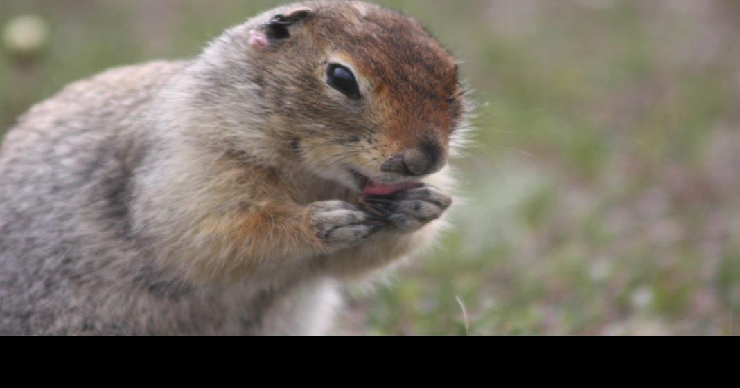 Researcher using squirrels' body temperatures to create music | Arts | psucollegian.com