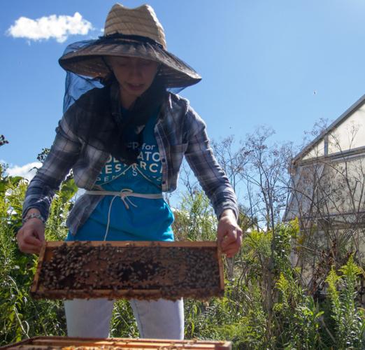 Uh huh, honey: How Penn State's Beekeepers Club is taking care of over ...