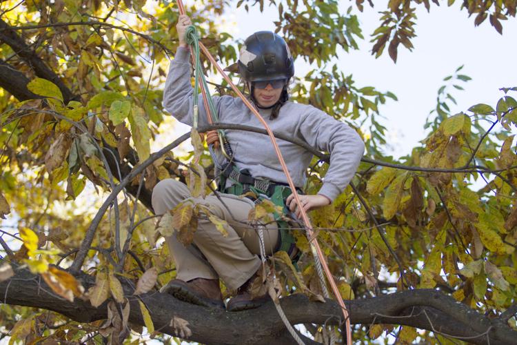 Reaching new heights: Penn State’s Horticulture 201 students learn tree ...