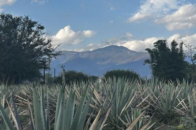 Column | Fully coating my tongue in mezcal | Columnists Abroad ...