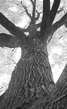 Committee offers adoption of trees | Archived News | Daily Collegian ...