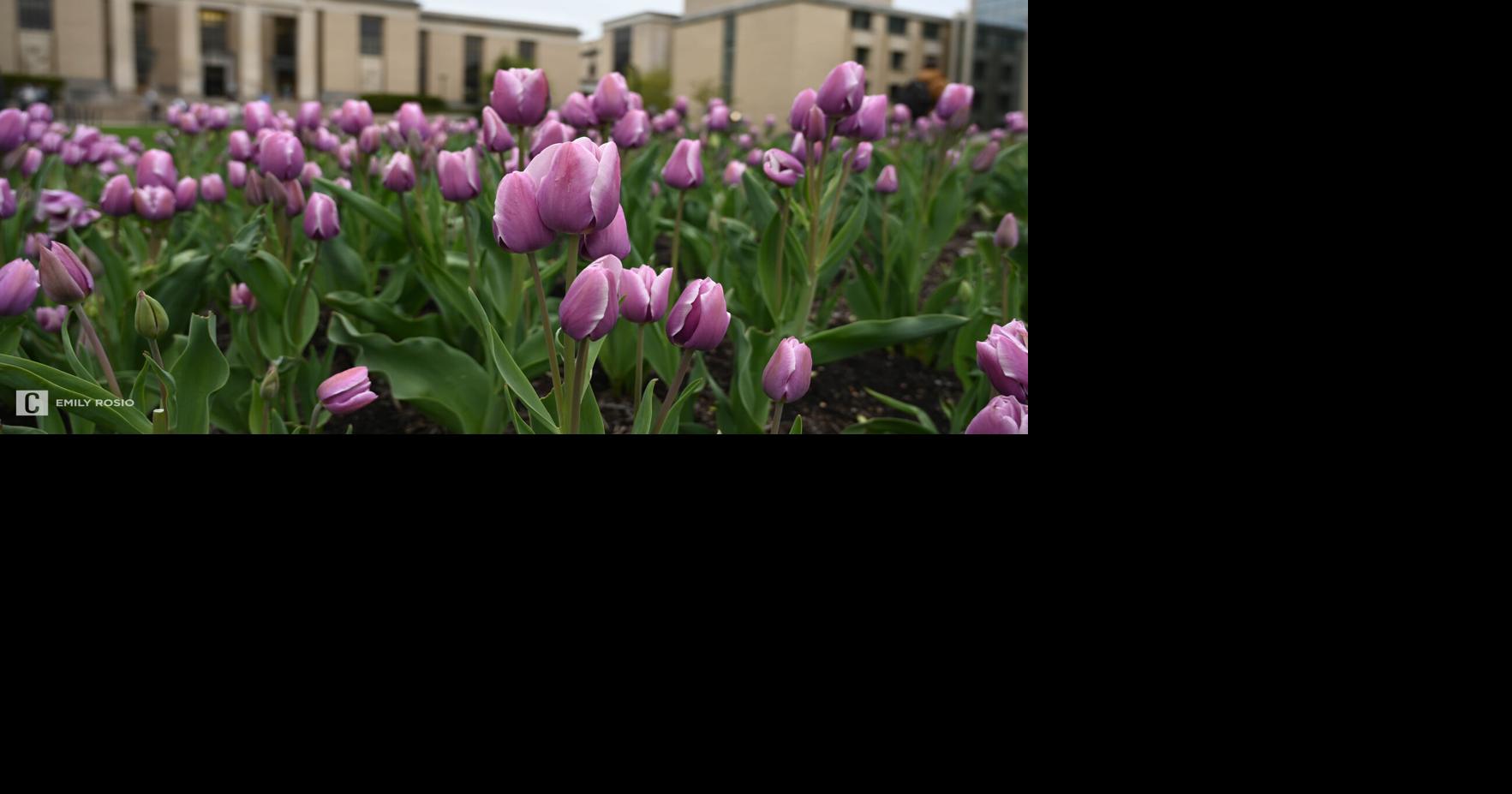 Library Tulips | | psucollegian.com