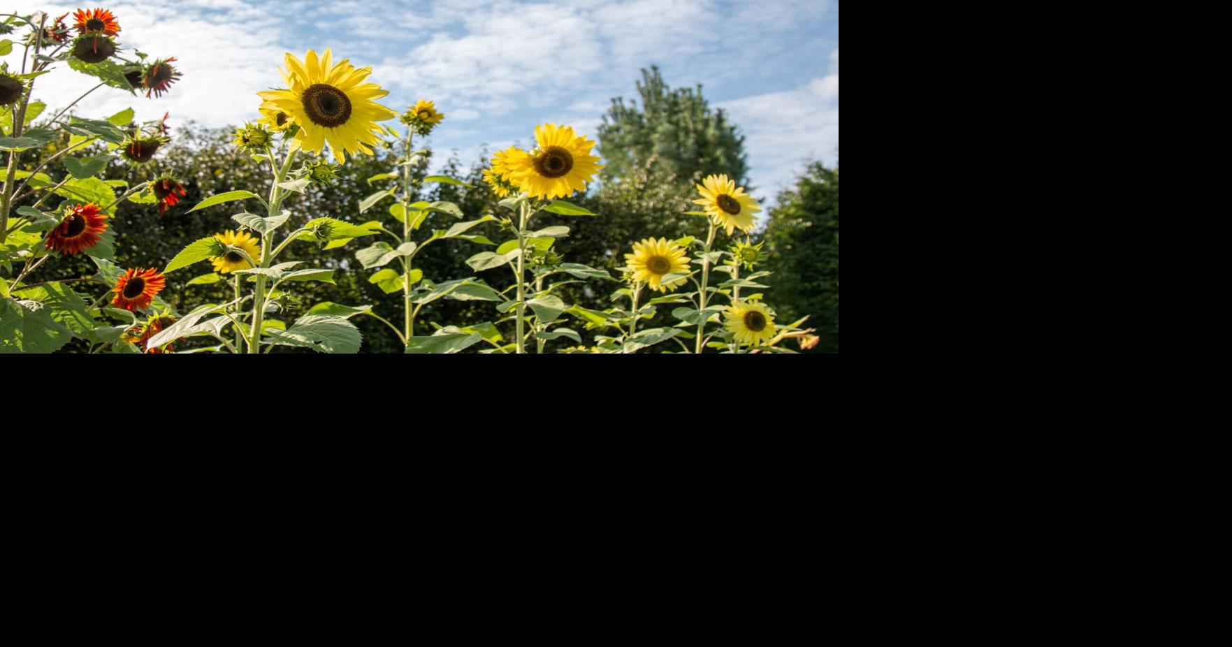 From the Arboretum to Redifer Commons, here are the best Penn State ...