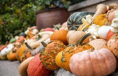 Thousands attend Arboretum's Pumpkin Festival to welcome fall season at ...