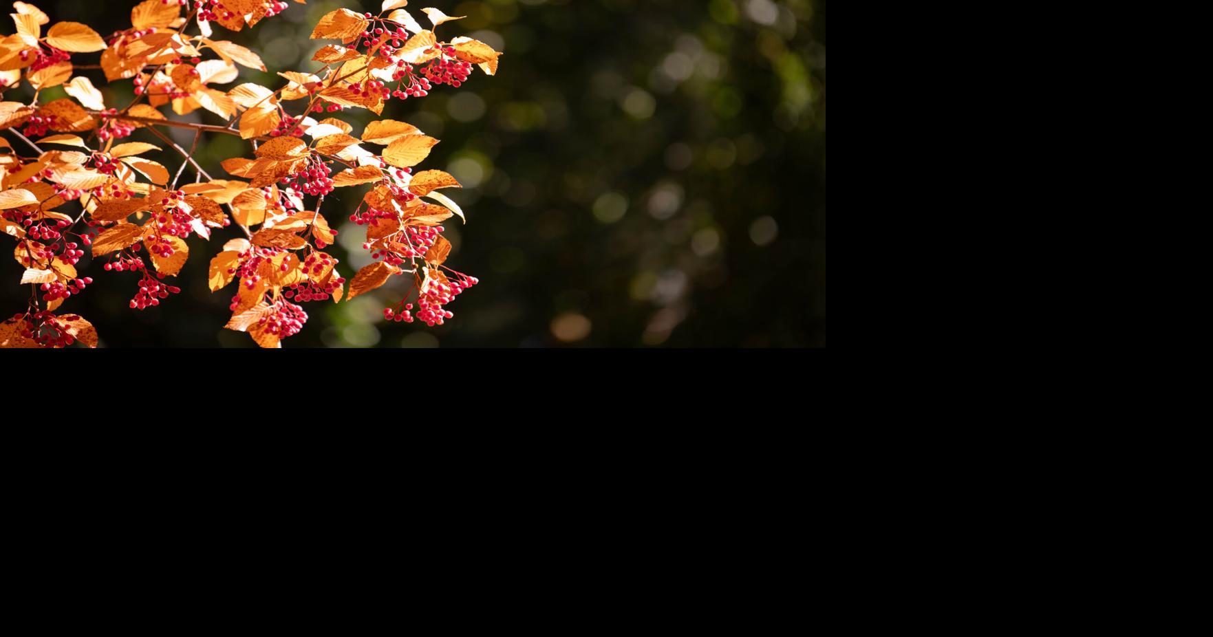 Mock Assignment, leaves | | psucollegian.com