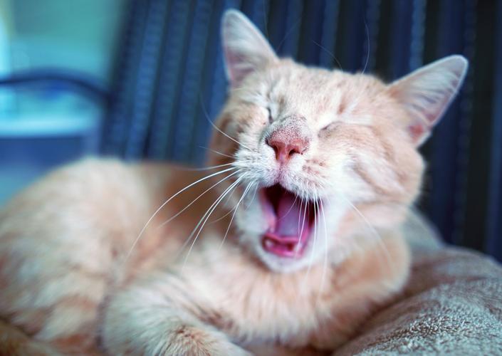 Finding ‘forever homes’: Centre County PAWS works to pair animals with ...