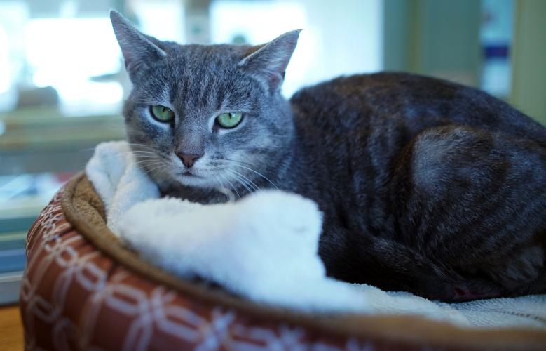 Finding ‘forever homes’: Centre County PAWS works to pair animals with ...
