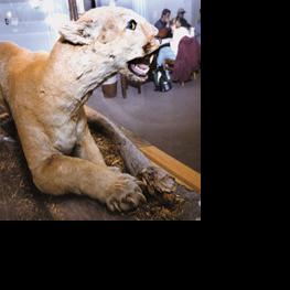 Original Nittany Lion allotted space in Pattee | Archived News | Daily ...