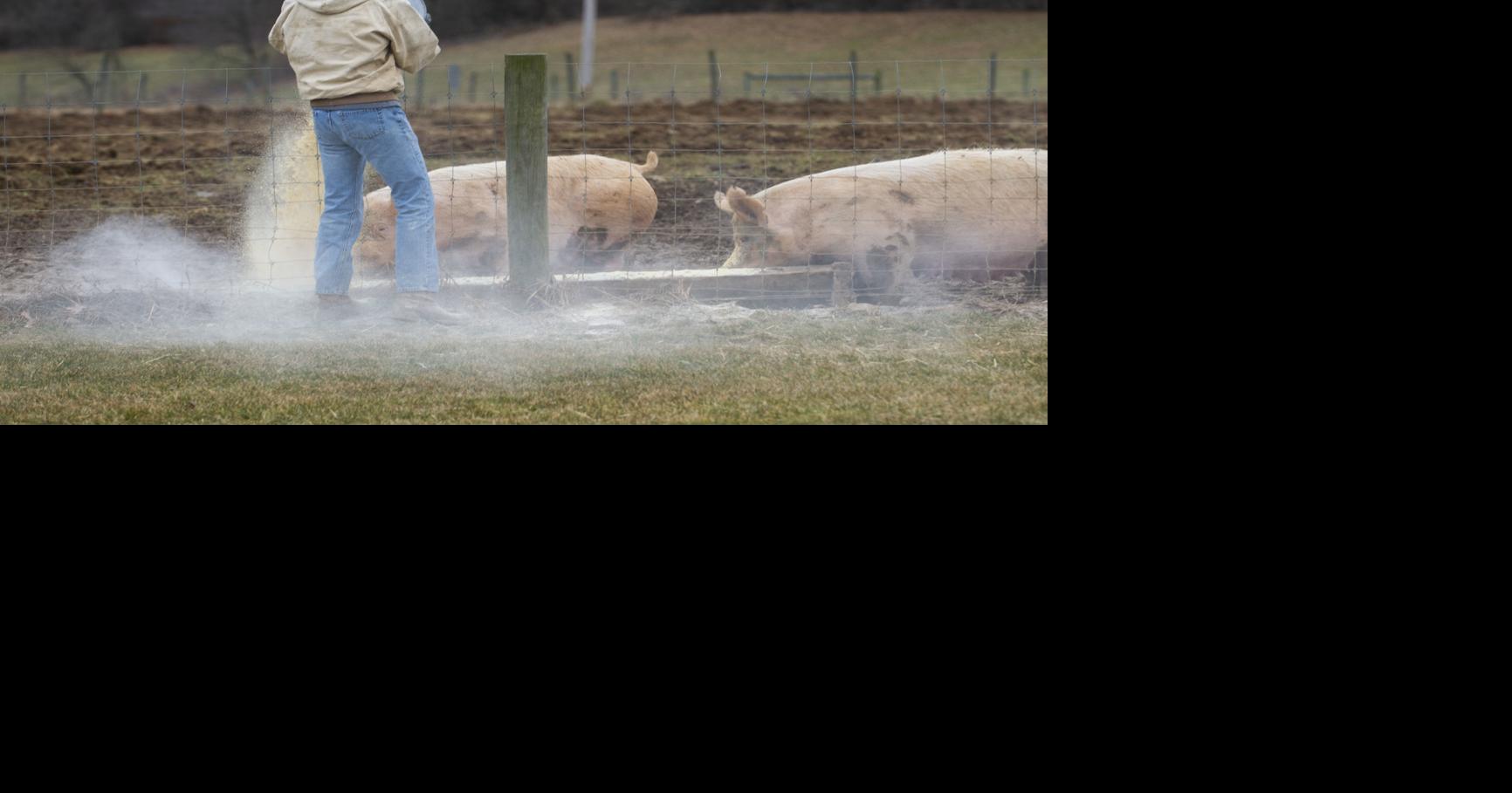 The pigs next door: Penn State students get opportunity to live, work ...