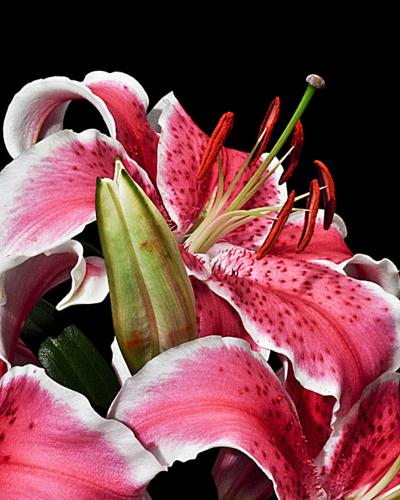 Local photographer displays work in Schlow Library | Archived News ...