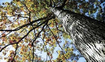 Acorn abundance result of the oak tree 'mast year' | Archived News ...