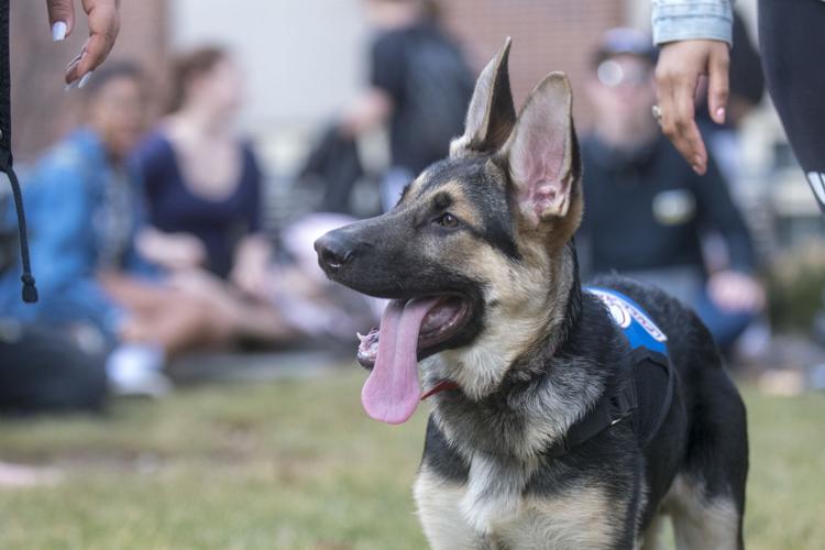 Here's a survival guide to college without your dog | University Park ...