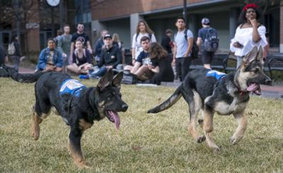 Here's a survival guide to college without your dog | University Park ...